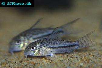 Brees corydoras - Corydoras breei