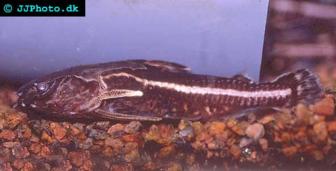 Chocolate Talking Catfish