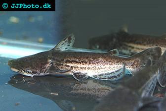 Bottlenose Catfish - Ageneiosus marmoratus