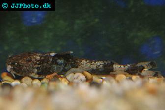 Hendrickson’s Catfish - Akysis hendricksoni