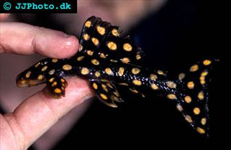Polka-dot cigar pleco - Ancistrini sp. (L082)
