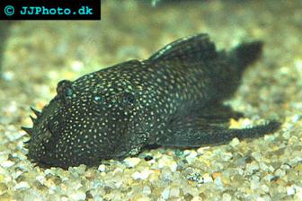 Ancistrus temminckii