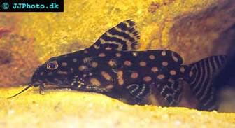 angelicus cat - Synodontis angelica