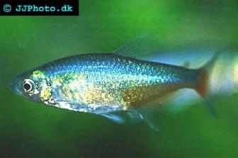 Green Fire Tetra