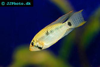Highfin Dwarf Cichlid - Apistogramma hoignei