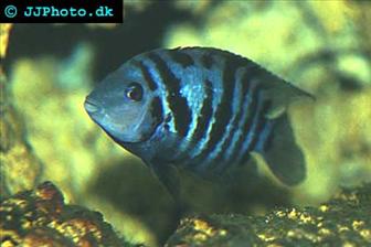 Convict, Zebra Cichlid - Archocentrus nigrofasciatus