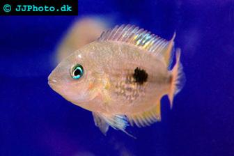 Seven Stripe Cichlid - Archocentrus septemfasciatus