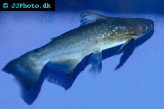 Midnight Catfish - Auchenipterichthys coracoideus