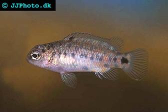 Badis blosyrus