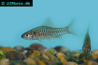 Congo barb - Barbus congicus
