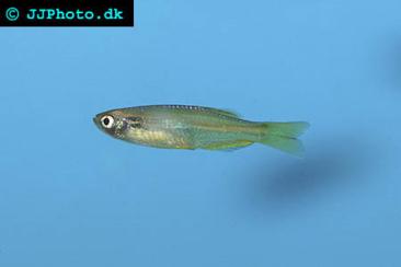 Blue Danio - Danio kerri