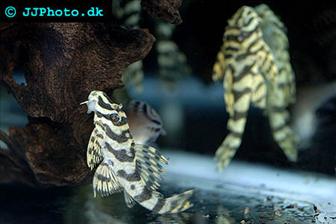 Leopard Frog Pleco - Peckoltia sp. (L134)