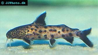 Petricola catfish - Synodontis petricola